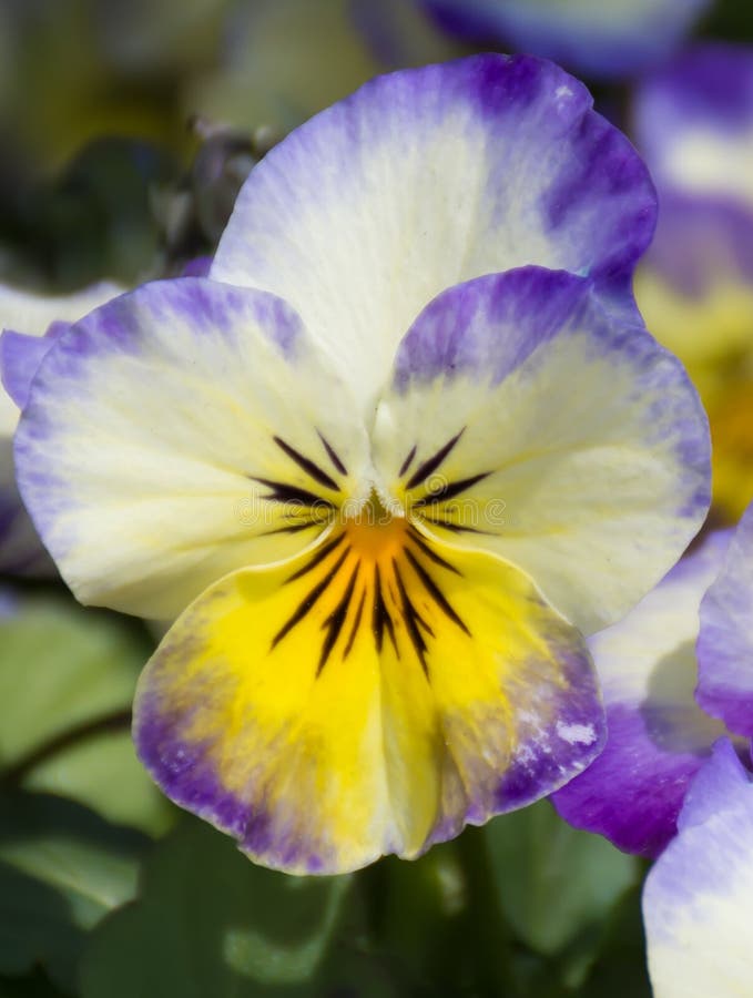 Single Pansy Flower with Leaves Stock Image - Image of pansy, science ...