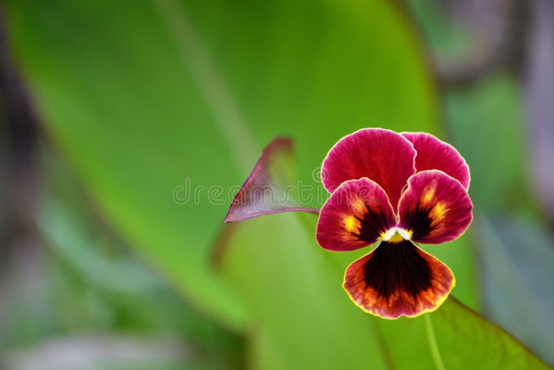 Single Pansy Flower with Leaves Stock Image - Image of pansy, science ...