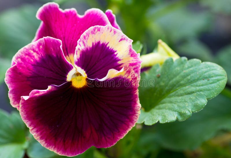 Single Pansy Flower with Leaves Stock Image - Image of pansy, science ...