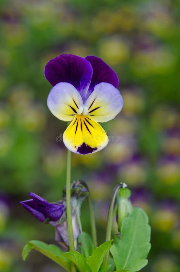 Single Pansy Flower with Leaves Stock Image - Image of pansy, science ...