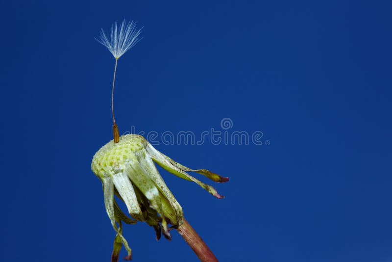 Single pappus on dandelion stock image. Image of light - 187855835