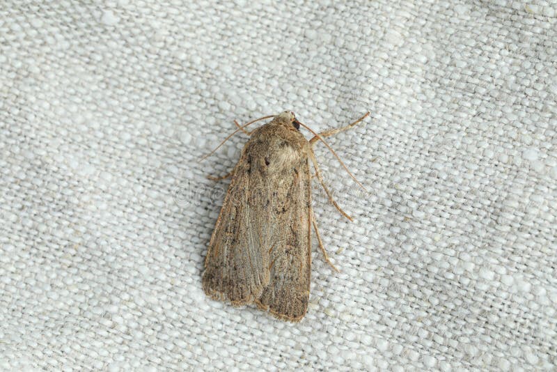 Single Paradrina Clavipalpis Moth on White Cloth Stock Image - Image of ...