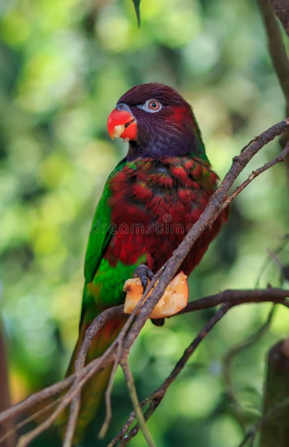 Single Parrot (Trichoglossus Haematodus, Lorius Chlorocercus) Stock ...