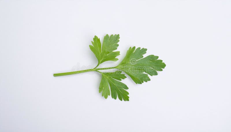 Single Parsley Leaf on White Background Creating a Fresh and Natural ...