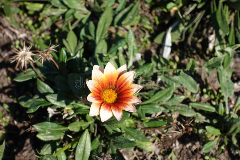 Single Beige and Orange Flower of Gazania Stock Photo - Image of ...