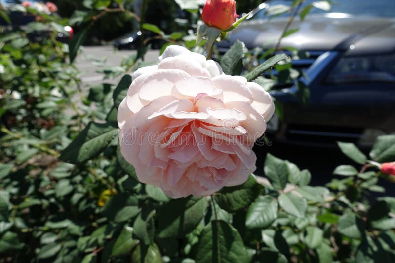 Single Pastel Pink Flower of Rose Stock Image - Image of florescence ...