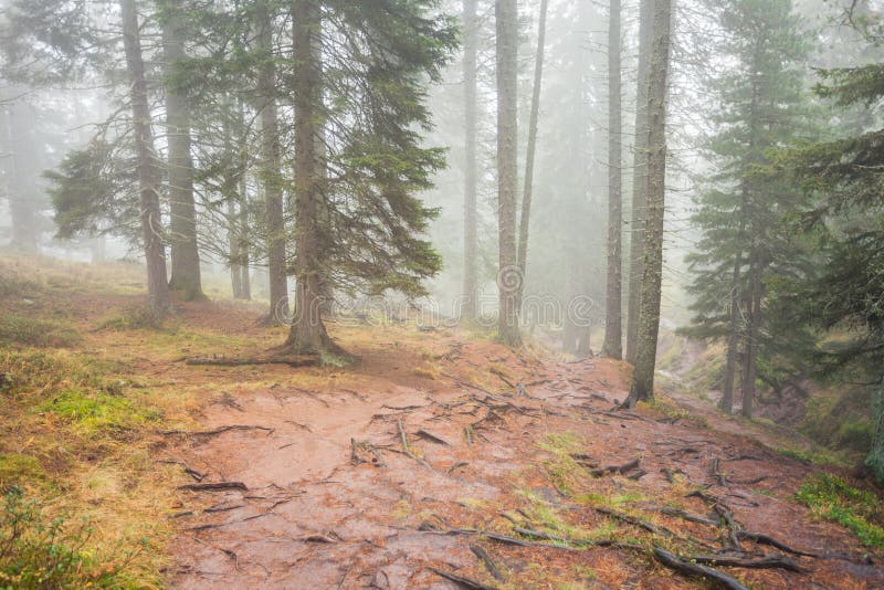 A Single Path in a Misty Forest Stock Photo - Image of natural, forest ...