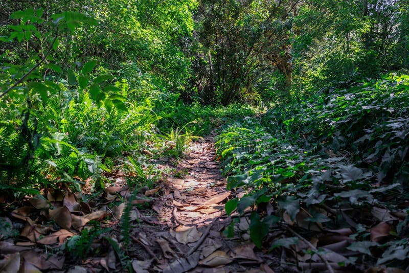 Single Pathway through the Jungle Stock Image - Image of country, north ...