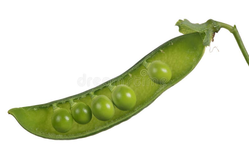 Open green pod of pea stock photo. Image of fresh, vegetarian - 76408784