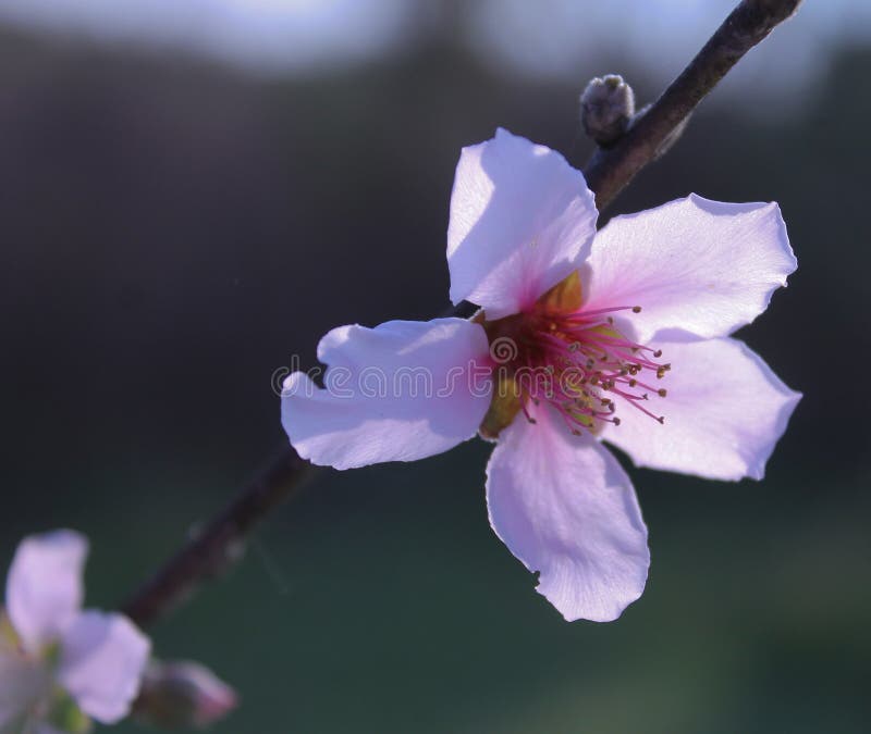 Single Peach Blossom stock photo. Image of outdoors, horticulture ...