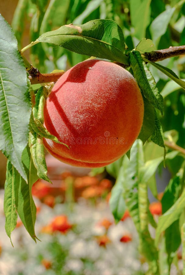 Peach stock photo. Image of fresh, snack, nature, peach - 270961070