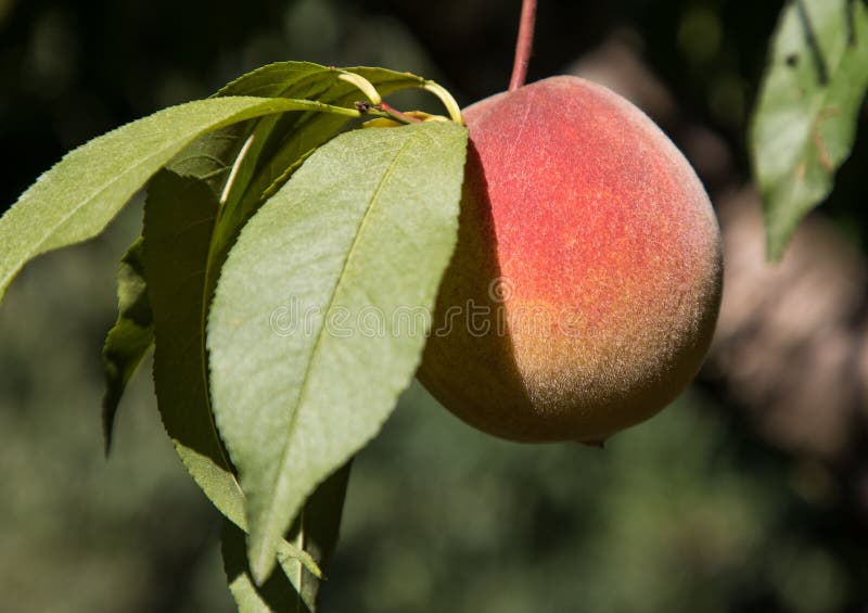 Single Peach Growing on Stem with Green Leaves Stock Photo - Image of ...
