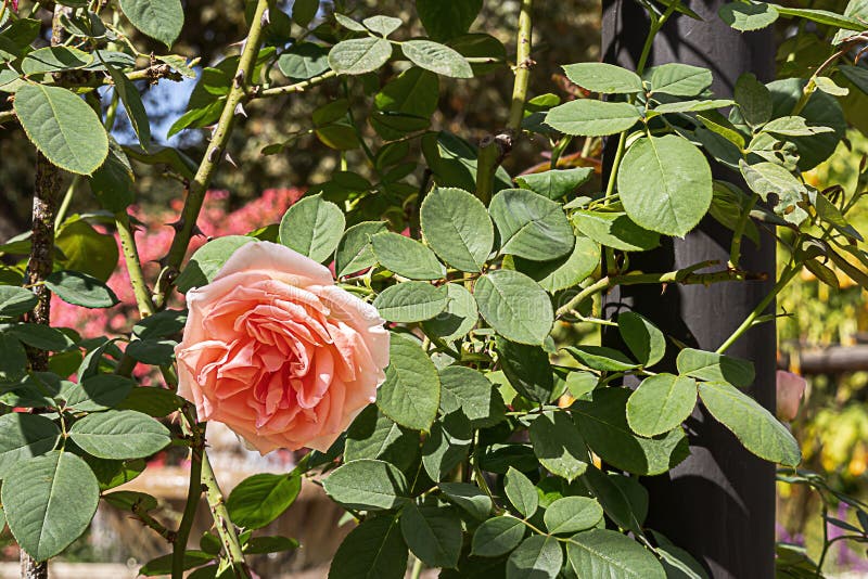 Single Peach Rose Growing on Bush in Sun Stock Photo - Image of shade ...