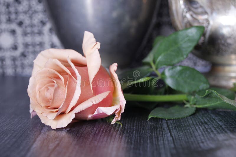 Single Rose Laying on Table in Front of Silver Vintage Pitcher Vase ...
