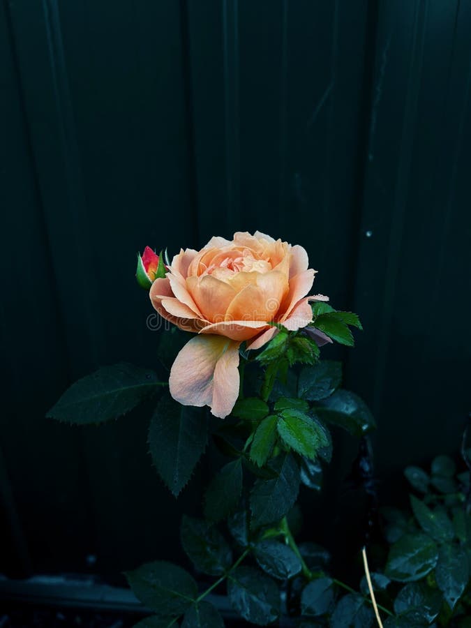 A Single Peach Rose Against a Deep Gren Wall. Stock Image - Image of ...