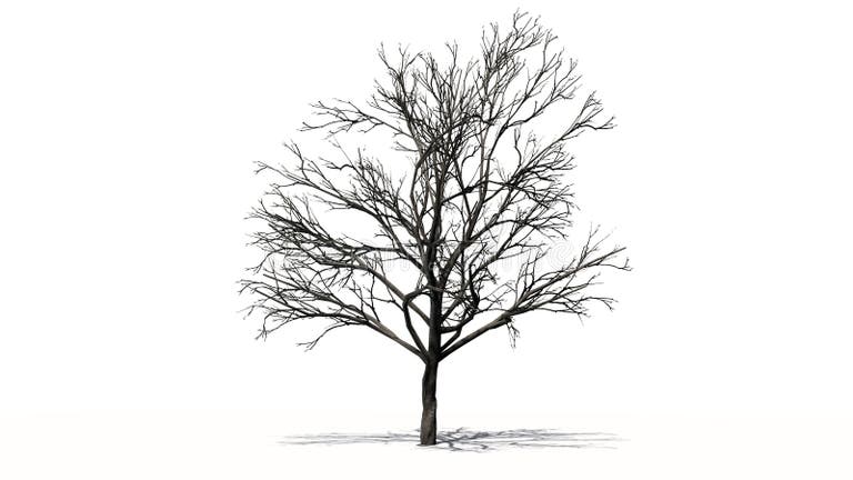 Single Peach Tree in the Winter - Separated on White Background Stock ...