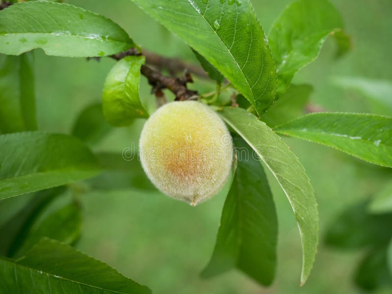 Single peach on the tree stock photo. Image of freshness - 136908144