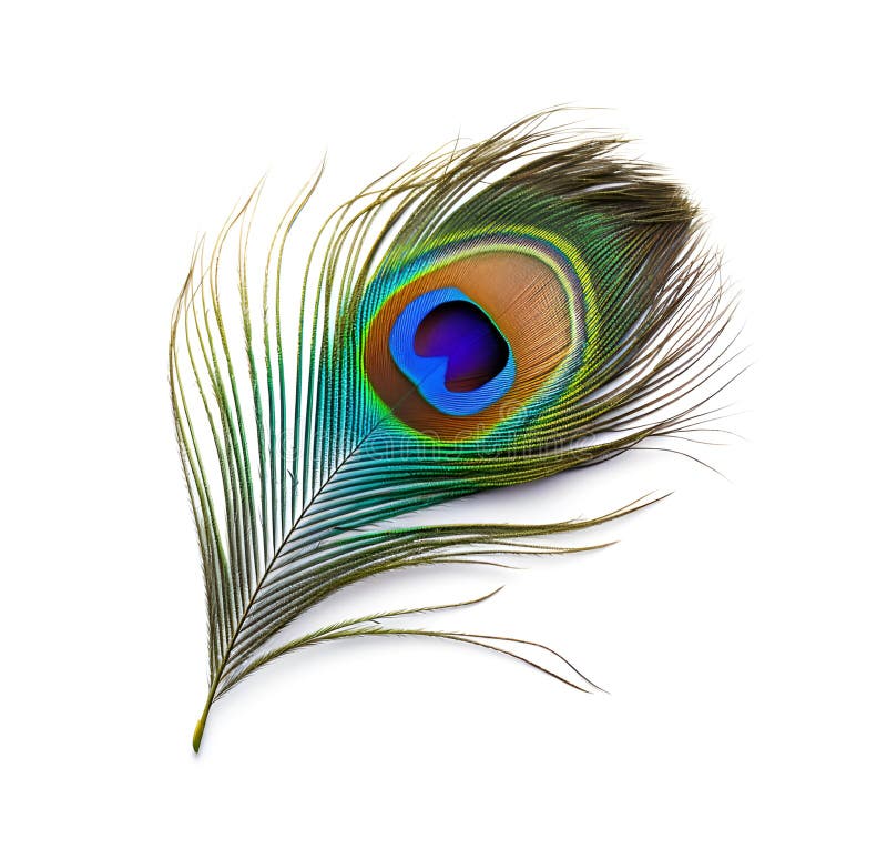 Single Peacock Feathers Painting