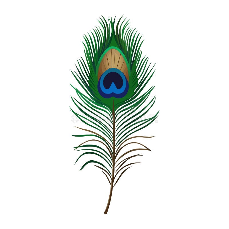 Single Peacock Feather Vibrant Colors. Stock Vector - Illustration of ...