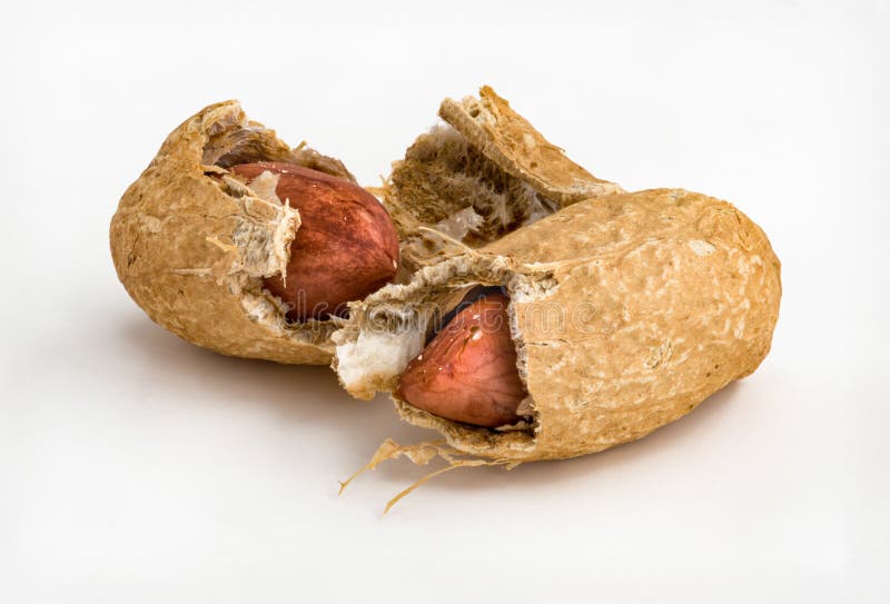 Single peanut - isolated stock photo. Image of groundnut - 109371820