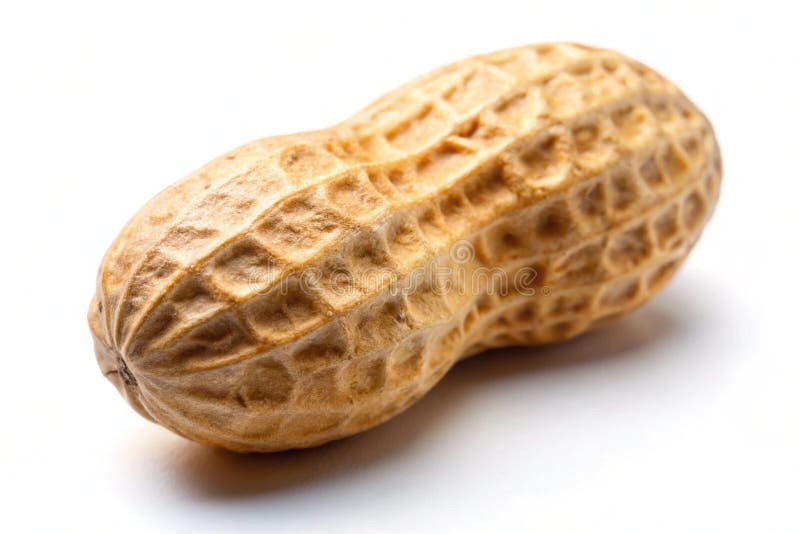 Single Peanut â€ Isolated on White Stock Illustration - Illustration of ...