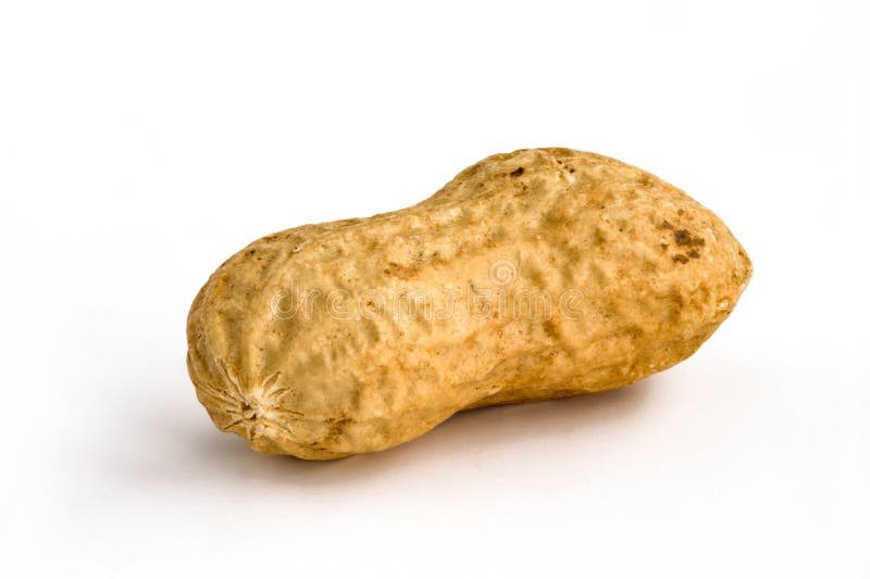 Single peanut stock photo. Image of brown, bumpy, gourmet - 23118916