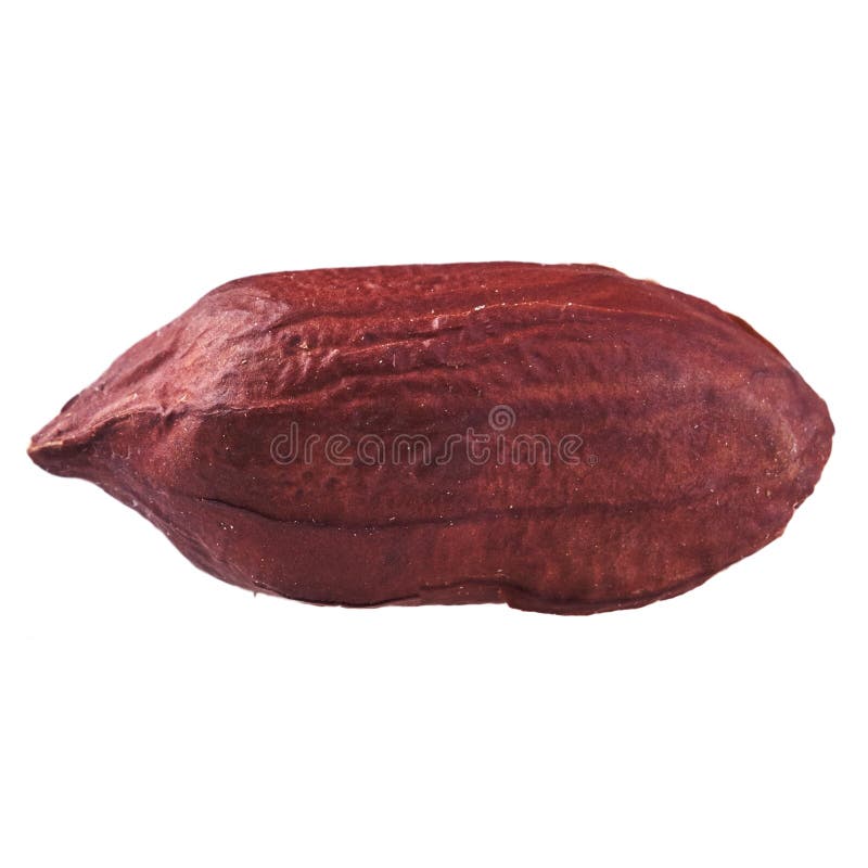 Single Peanut Isolated on a White Background Stock Image - Image of ...