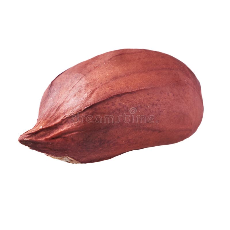 Single Peanut Isolated on a White Background Stock Image - Image of ...