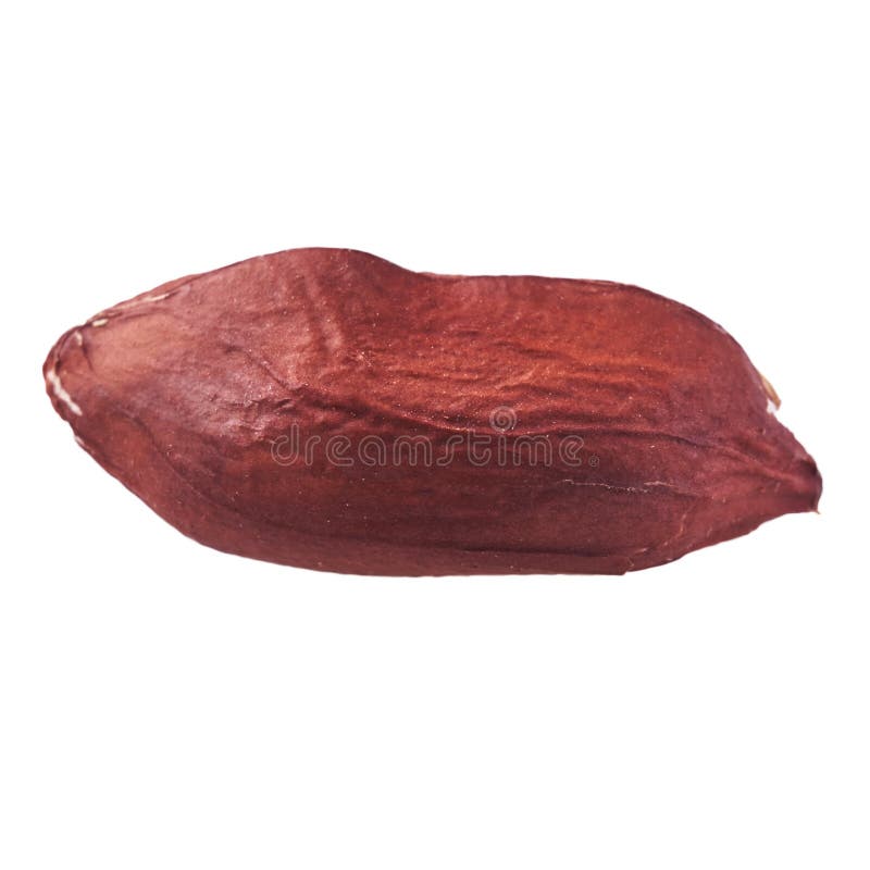 Single Peanut Isolated on a White Background Stock Image - Image of ...