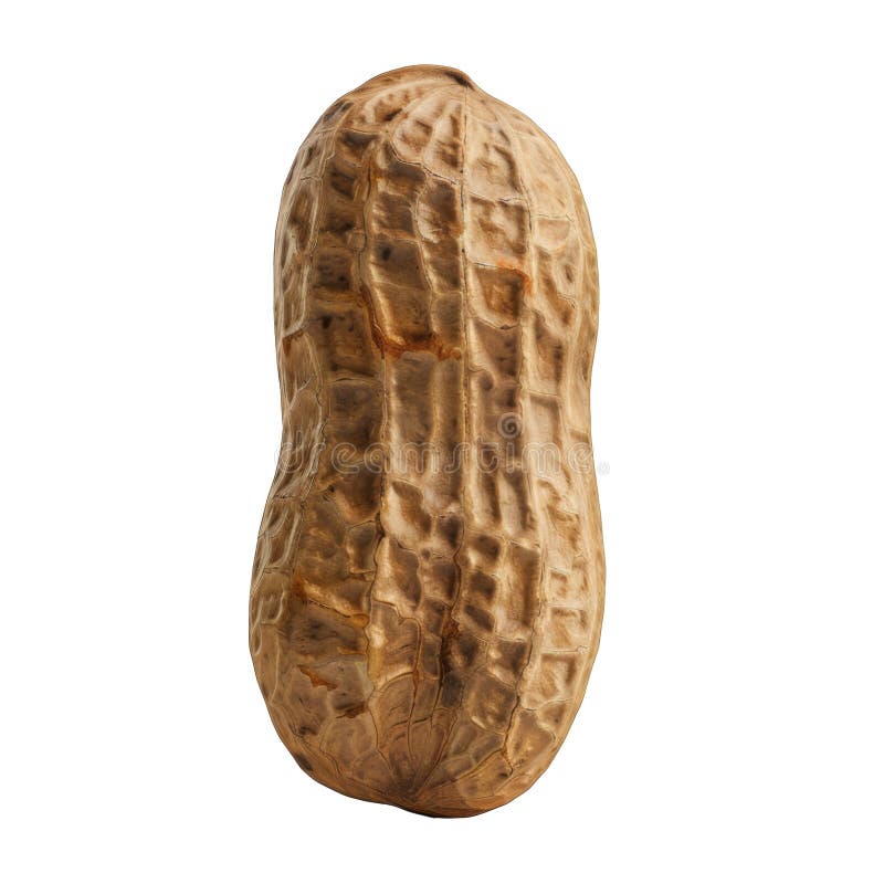 Single Roasted Peanut Shell Isolated on White Background Stock Image ...