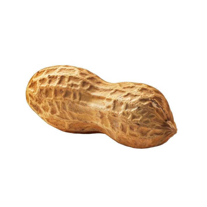 A Single Peanut in Its Shell, Isolated on Black Stock Photo ...