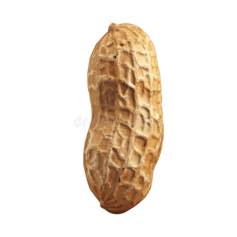A Single Peanut in Its Shell, Isolated on White Stock Photo ...