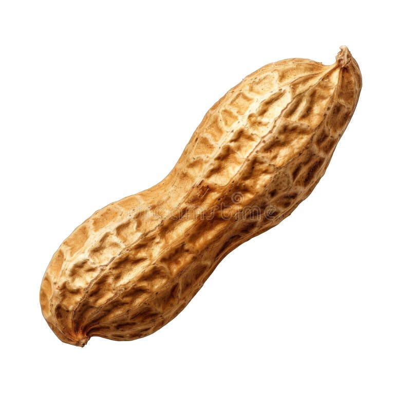 A Single Peanut in Its Shell, Isolated on White Background Stock ...