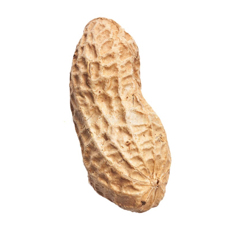 Single Peanut Isolated on a White Background Stock Image - Image of ...