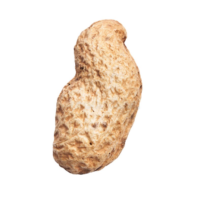 Single peanut stock photo. Image of brown, bumpy, gourmet - 23118916