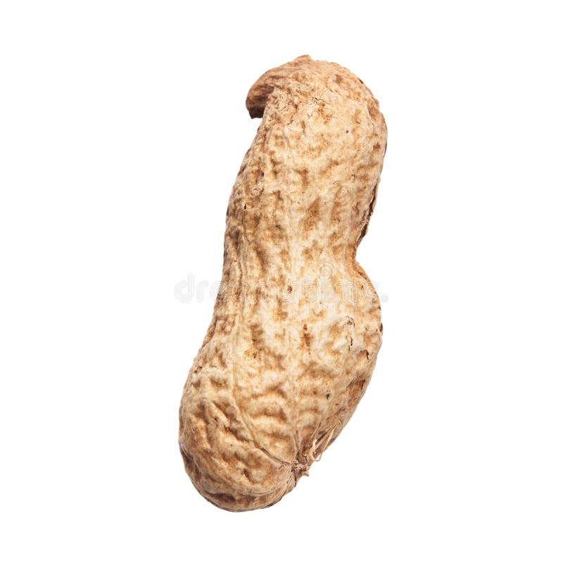 Single Peanut with Shell Isolated on a White Background Stock Photo ...
