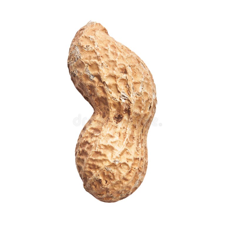 Single Peanut with Shell Isolated on a White Background Stock Image ...