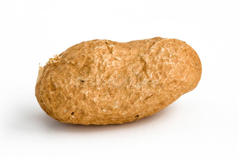 Single peanut stock photo. Image of brown, bumpy, gourmet - 23118916