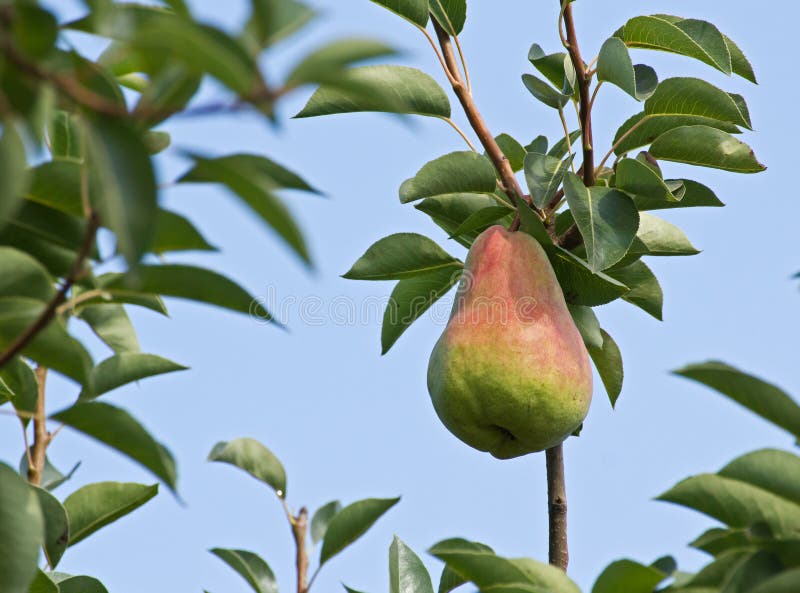 Single Pear Hanging on Tree Blue Sky Stock Image - Image of people ...