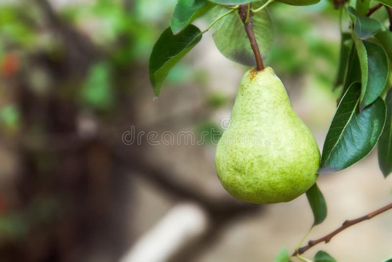 Single Pear Hanging from Tree Branch Stock Photo - Image of nature ...