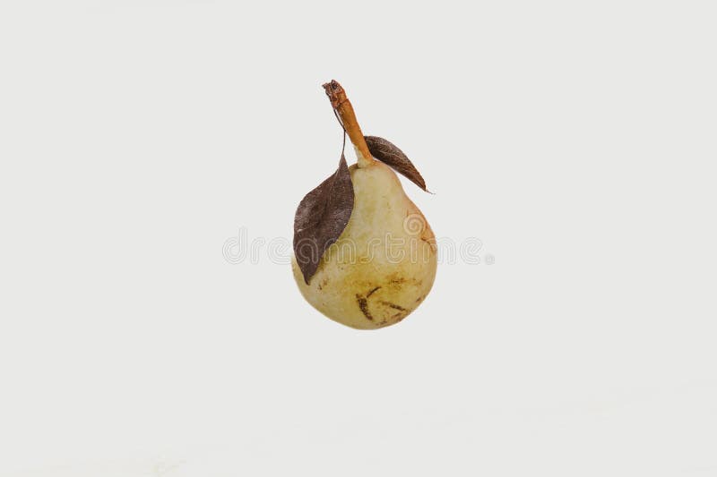 Pear with a Stem and Two Dark Brown Leaves is Displayed Against a Plain ...