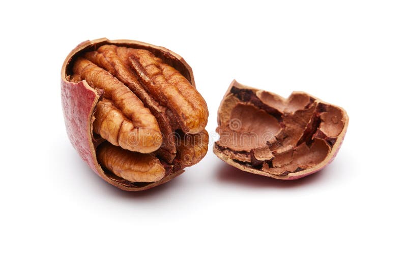 Pecan Isolated on White Background Stock Photo - Image of nutrition ...