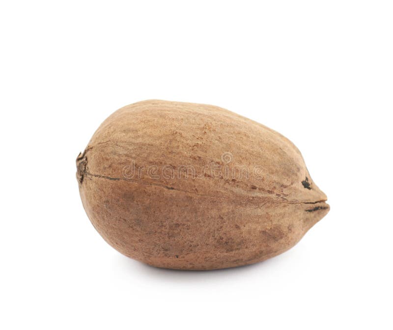 Single pecan nut isolated stock photo. Image of food - 92012508