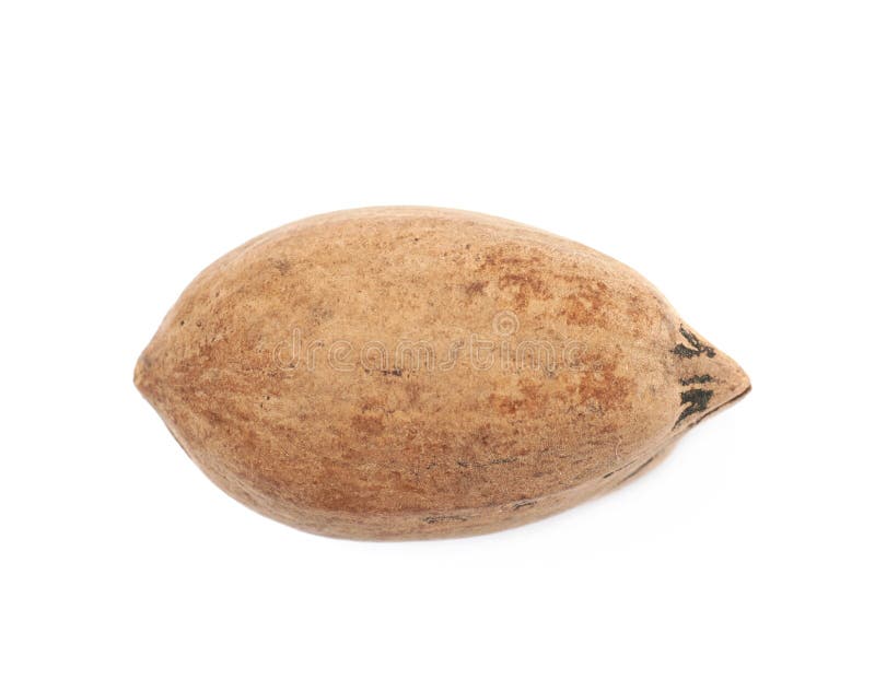 Single pecan nut isolated stock image. Image of brown - 92012583
