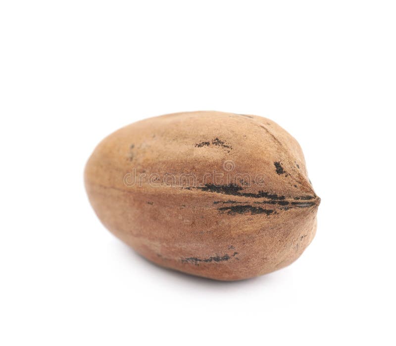 Single pecan nut isolated stock photo. Image of pecannut - 92804878