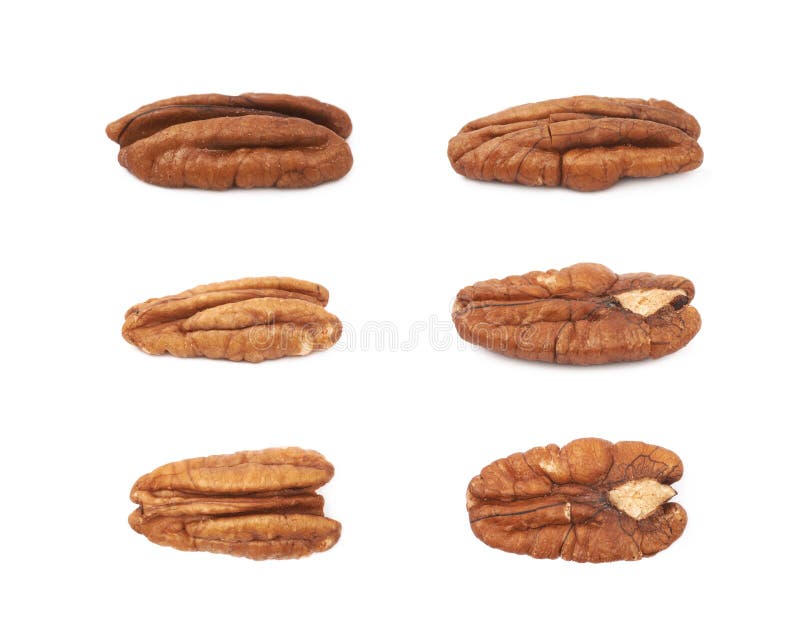 Single pecan nut isolated stock photo. Image of pecan - 108566636