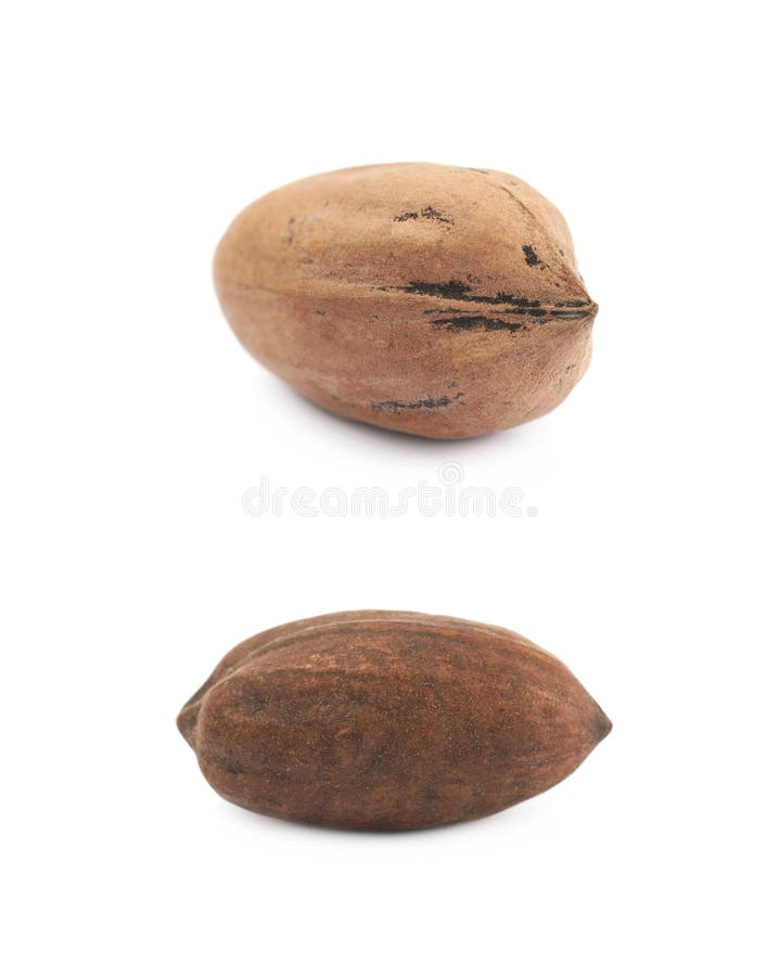 Single pecan nut isolated stock image. Image of organic - 93091611