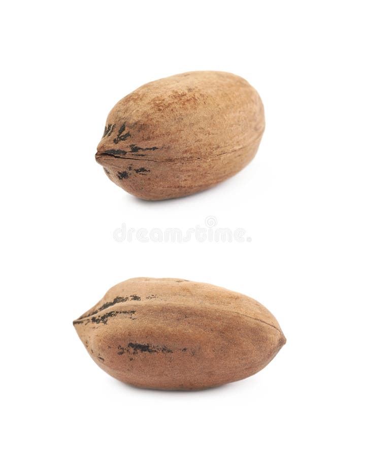 Single pecan nut isolated stock photo. Image of macro - 93091794