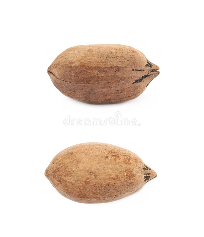 Single pecan nut isolated stock photo. Image of nutrition - 93092110