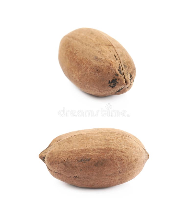 Single pecan nut isolated stock photo. Image of fruit - 93092232